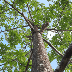 Caoba - 1 Millón de árboles
