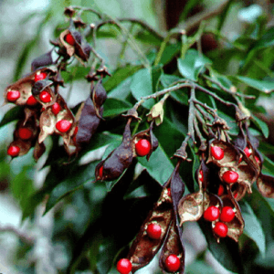 Huayruro - 1 Millón de árboles
